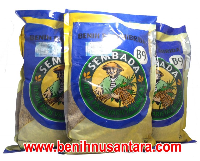 Padi Hibrida Sembada B9 - Benih Nusantara | Hybrida Seed and ...